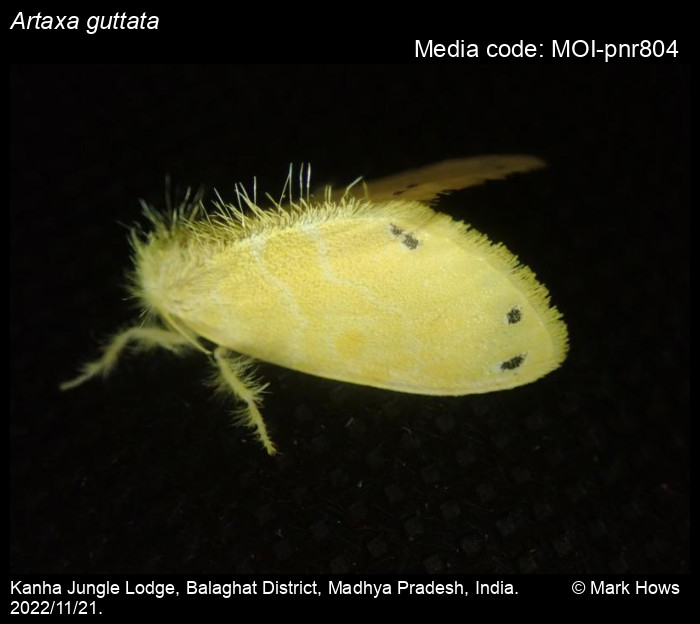 Artaxa guttata Walker, 1855 - | Moths